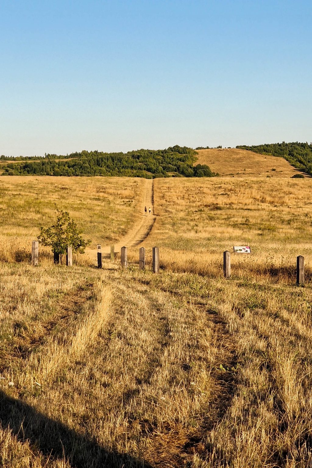 Victory Wood - Faversham Life