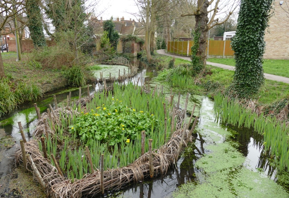 The Restoration of Westbrook Chalk Stream - Faversham Life