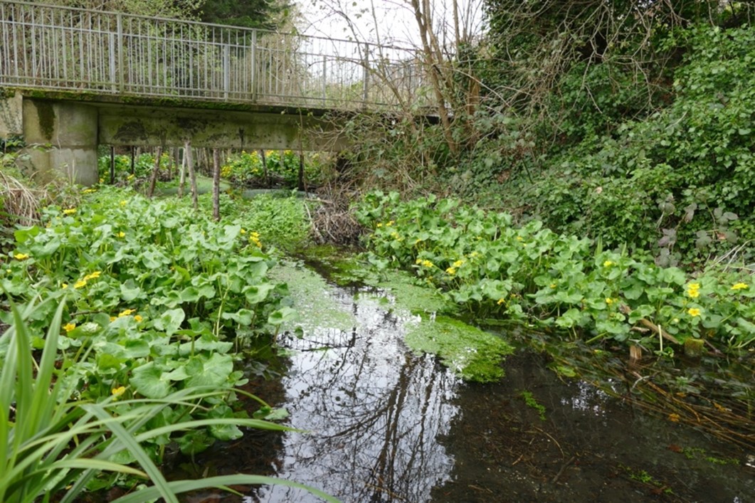 The Restoration of Westbrook Chalk Stream - Faversham Life