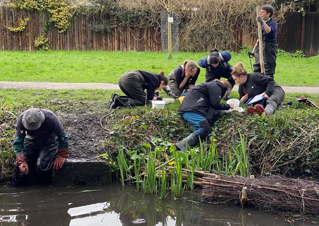 The Restoration of Westbrook Chalk Stream - Faversham Life